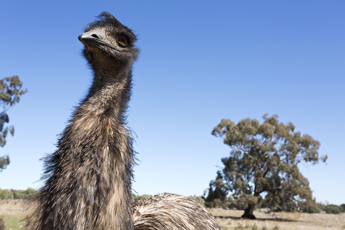 Stills - Emu Runner Film