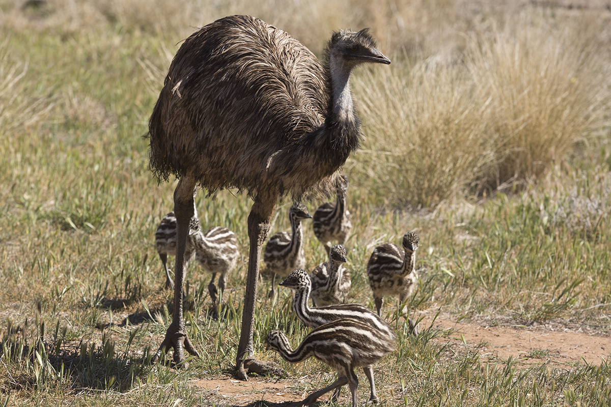 Stills - Emu Runner Film