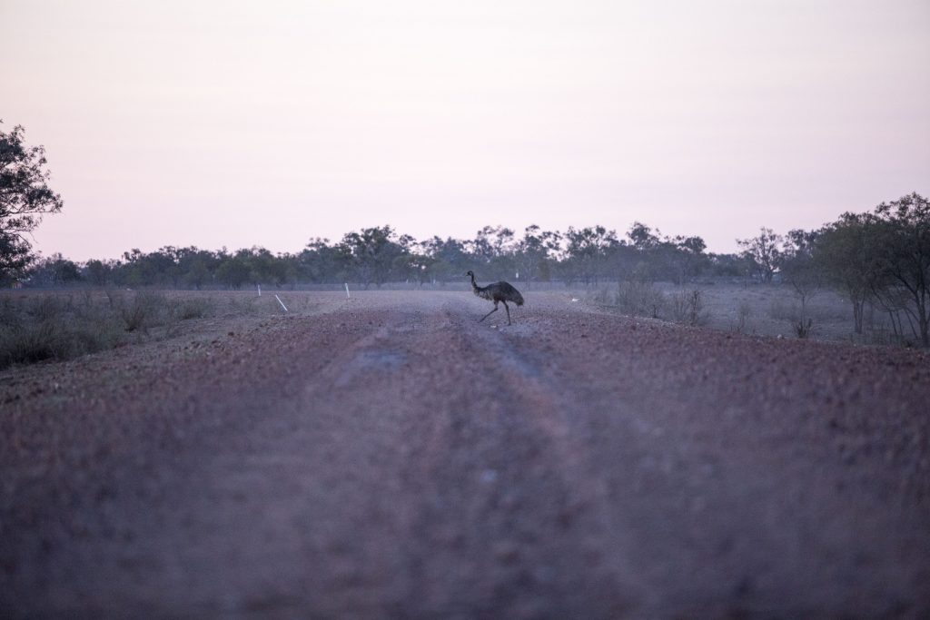 Behind the Scenes - Emu Runner Film